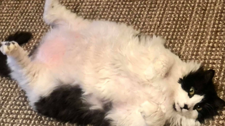 Découvrez l’histoire inspirante de « Little T », un chat obèse qui ne ...