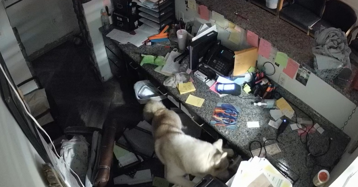Un nouveau départ pour Titan, le Husky destructeur mais irrésistible