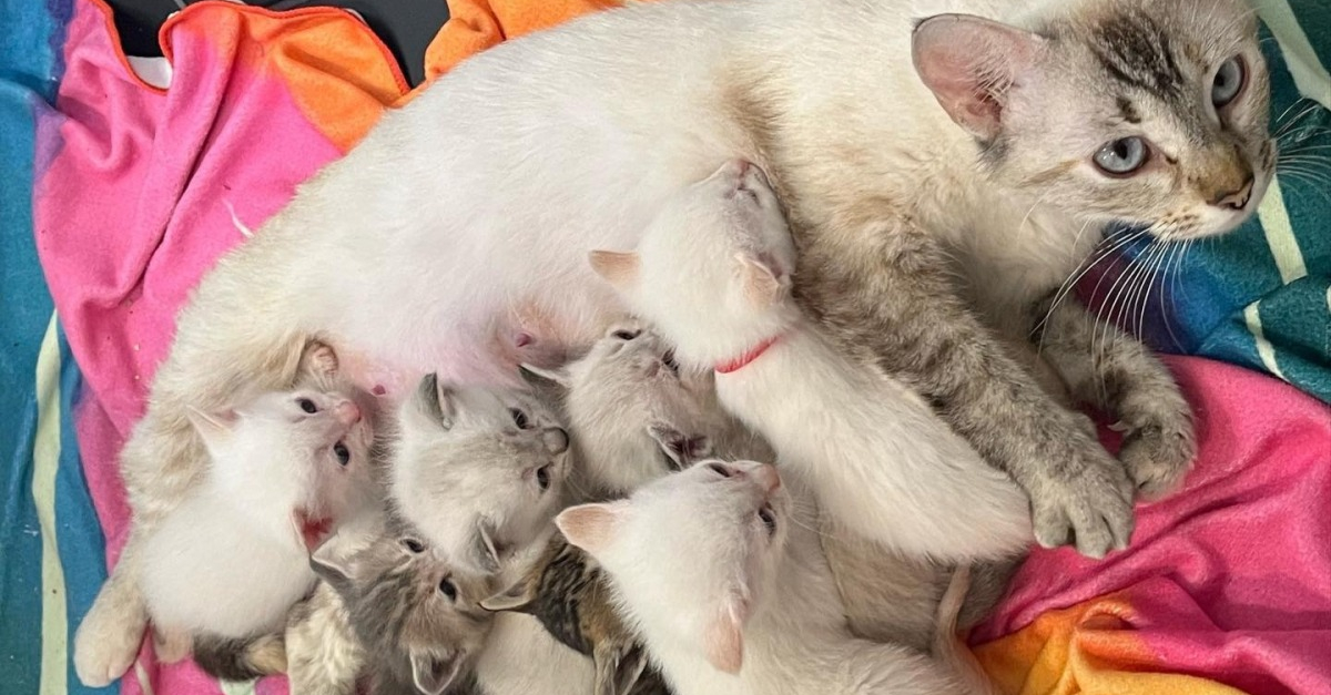 Afin d’offrir une chance dans la vie à ses chatons, une chatte errante choisit le bon endroit ...