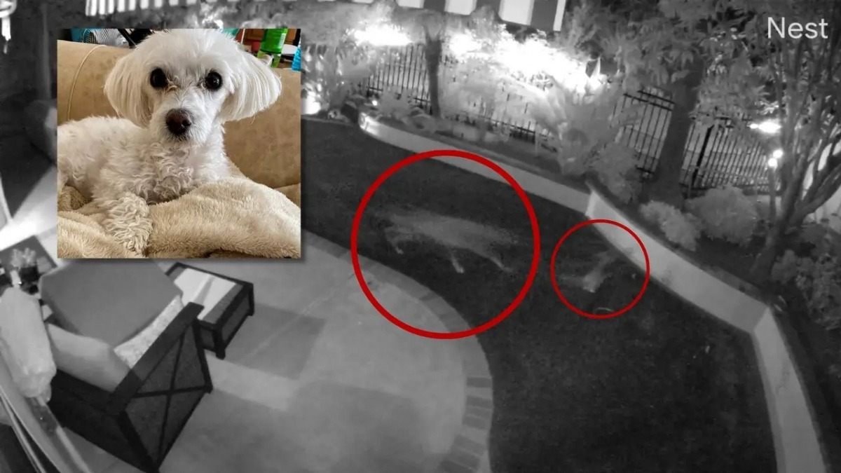 Âgé de 11 ans, ce chien téméraire est venu au secours de son grand ...