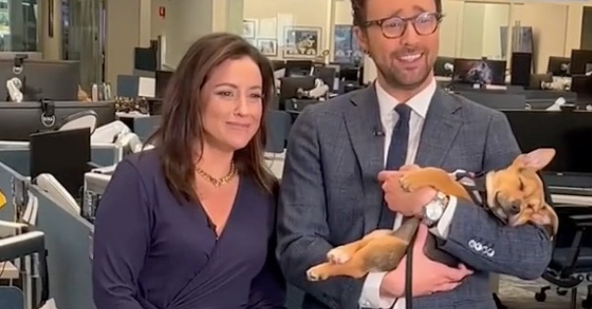 Ce chiot qui s’endort dans les bras d’un présentateur alors qu’il ...