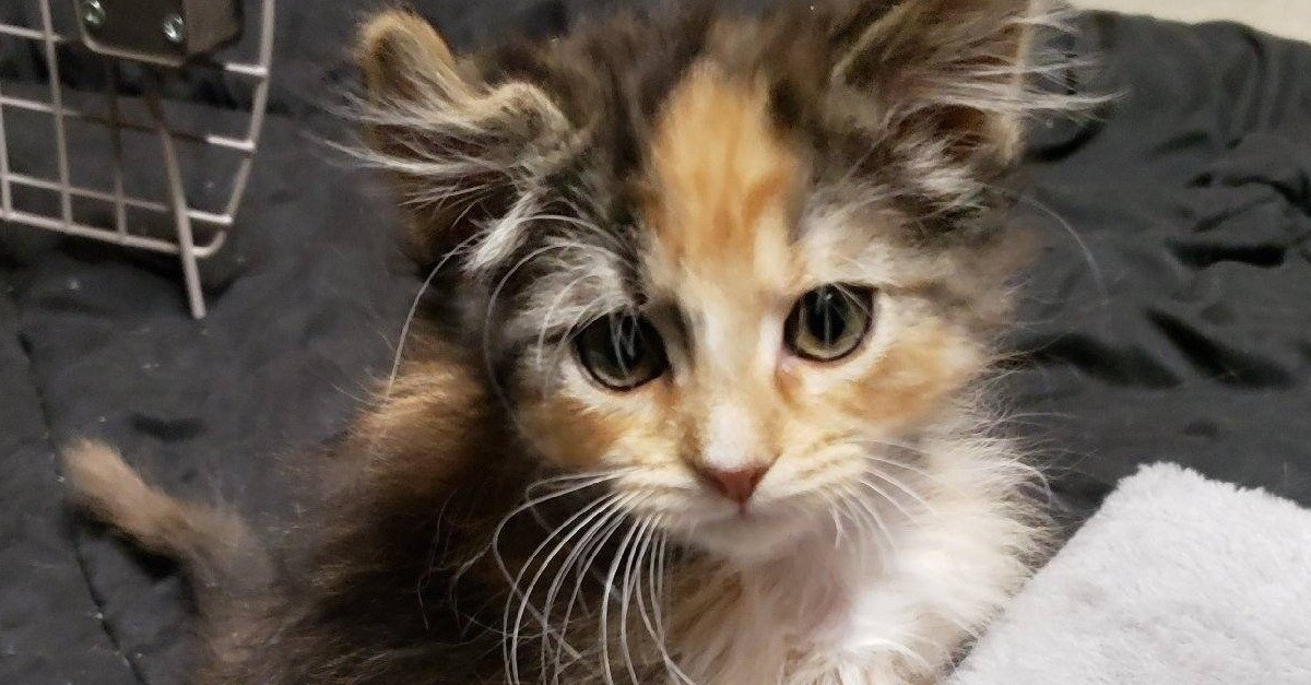 À cause d’une particularité très rare, ce chaton est un « chat licorne ...