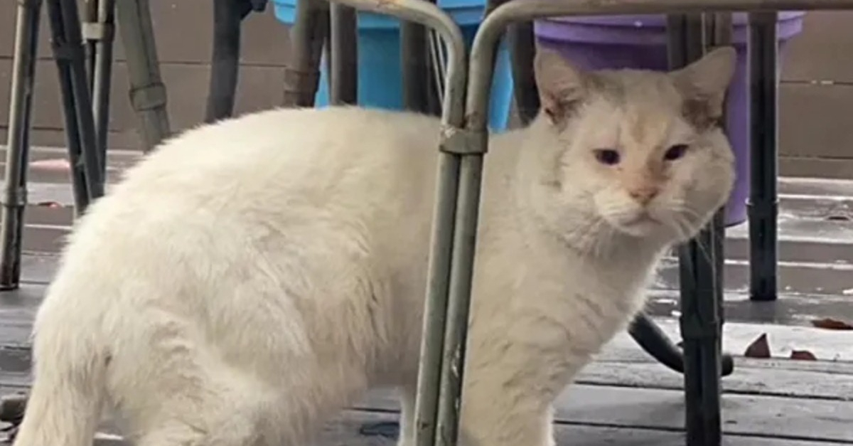 Prêt à changer de vie, un chat errant frappe à la bonne porte pour ...