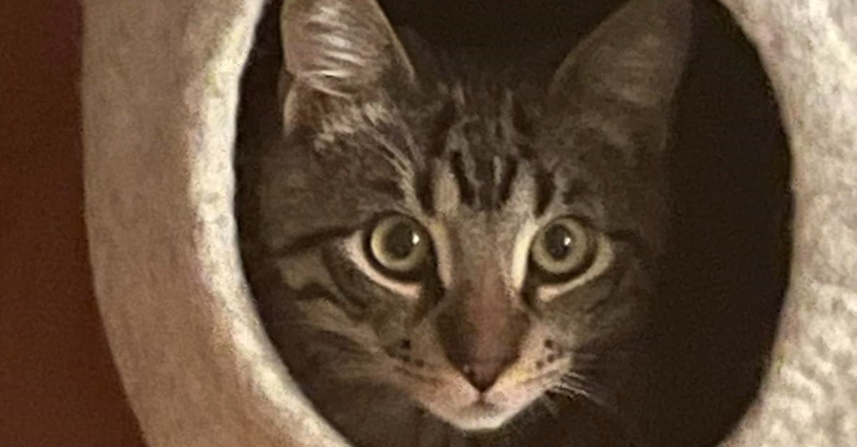 Après une chute de plus de 30 mètres, un chat très mal en point a pu ...