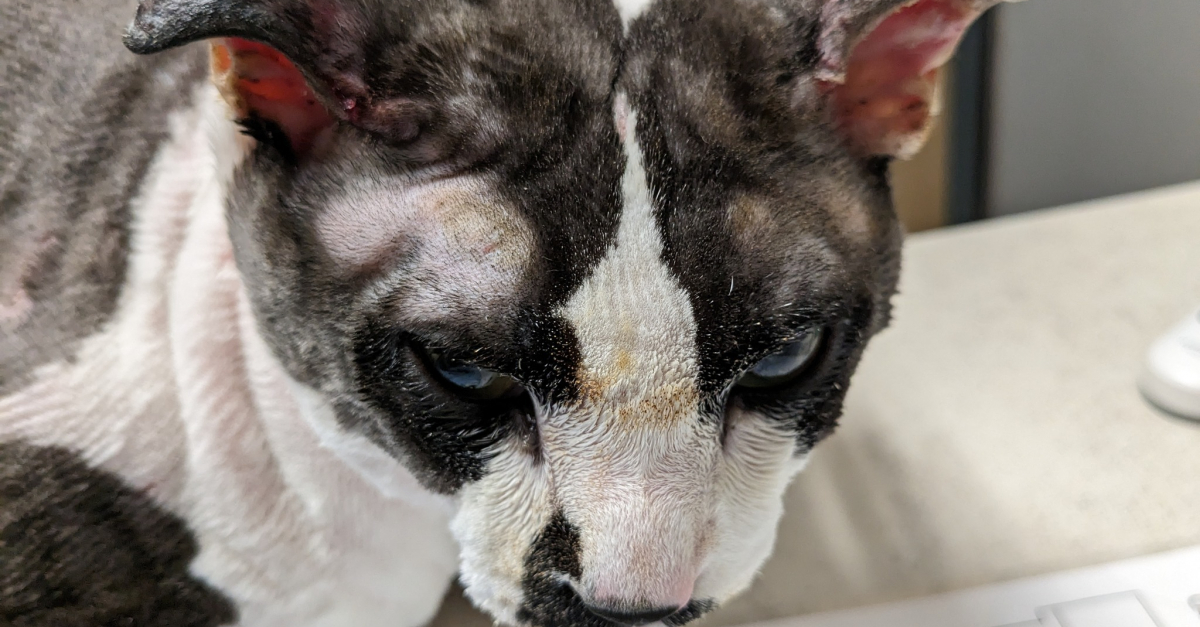 Un long chemin vers la guérison commence pour Fortis, un chat maltraité ...