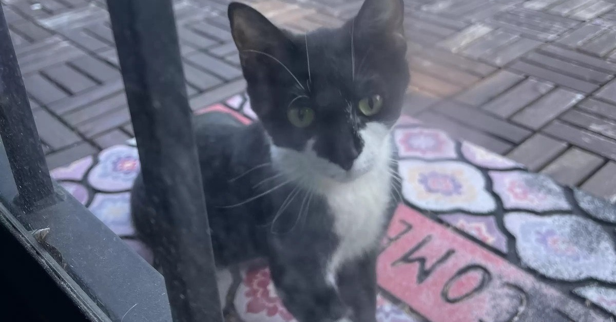 L’émouvant parcours de Baby Cat, une chatte qui a fait confiance à un ...