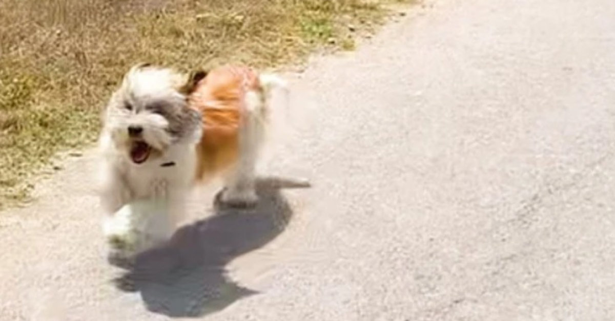 Sortie de nulle part, une chienne court après la voiture d’un couple ...