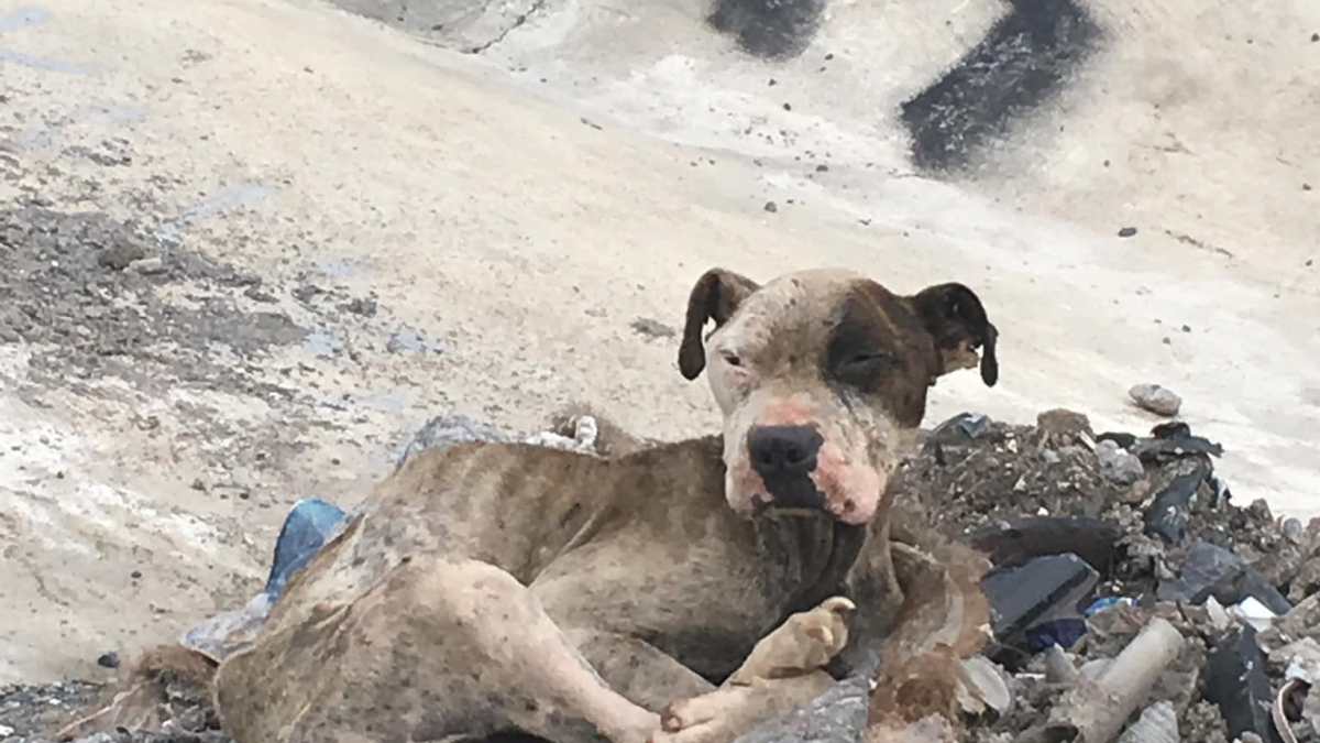 Le combat de Coco, un pauvre chien extrêmement négligé continuant de se ...