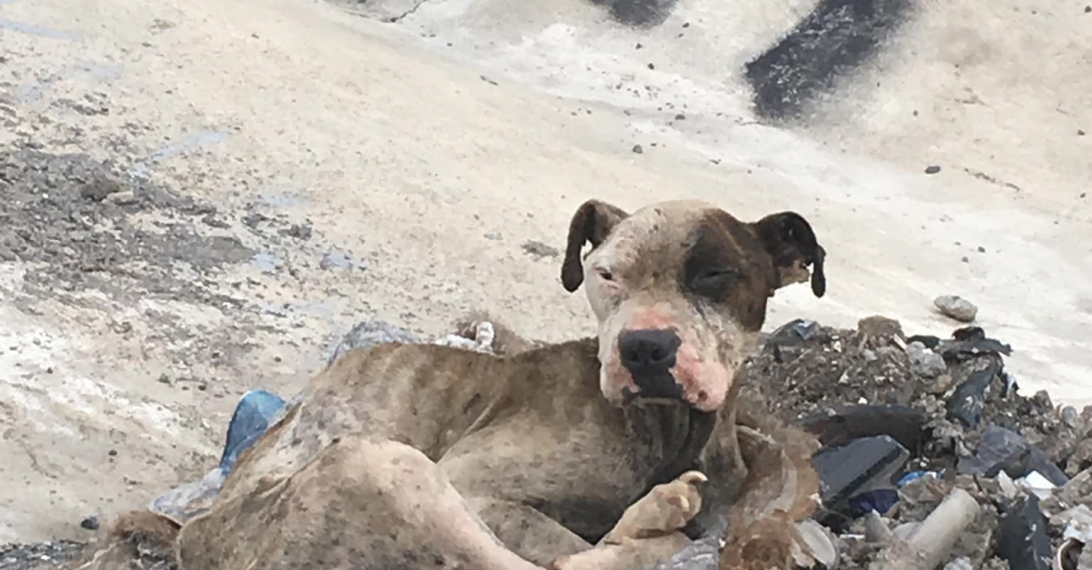 Le combat de Coco, un pauvre chien extrêmement négligé continuant de se ...