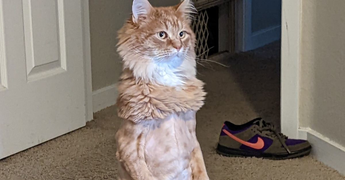 Ce chat adopte une posture bien insolite lorsque la sonnette retentit ...