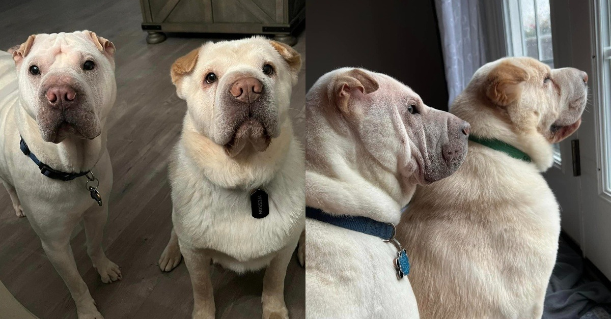 Grâce à une preuve ADN, des propriétaires découvrent un lien surprenant ...