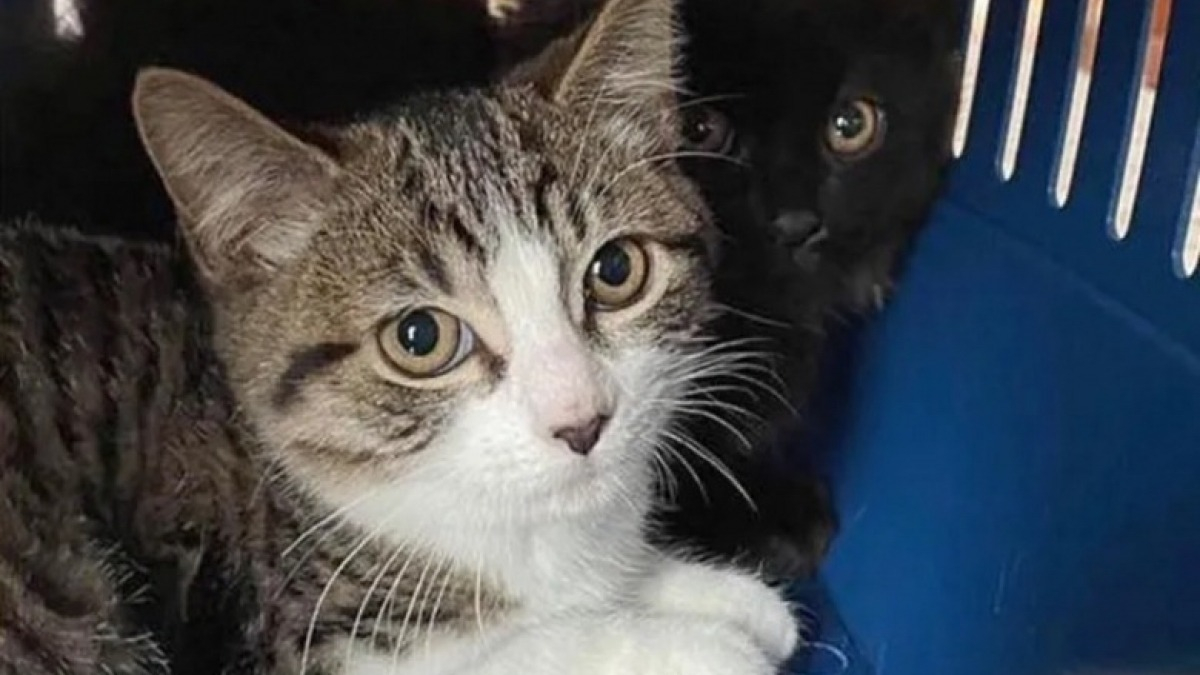 En territoire bienveillant, deux chatons sollicitent l’aide d’une femme ...