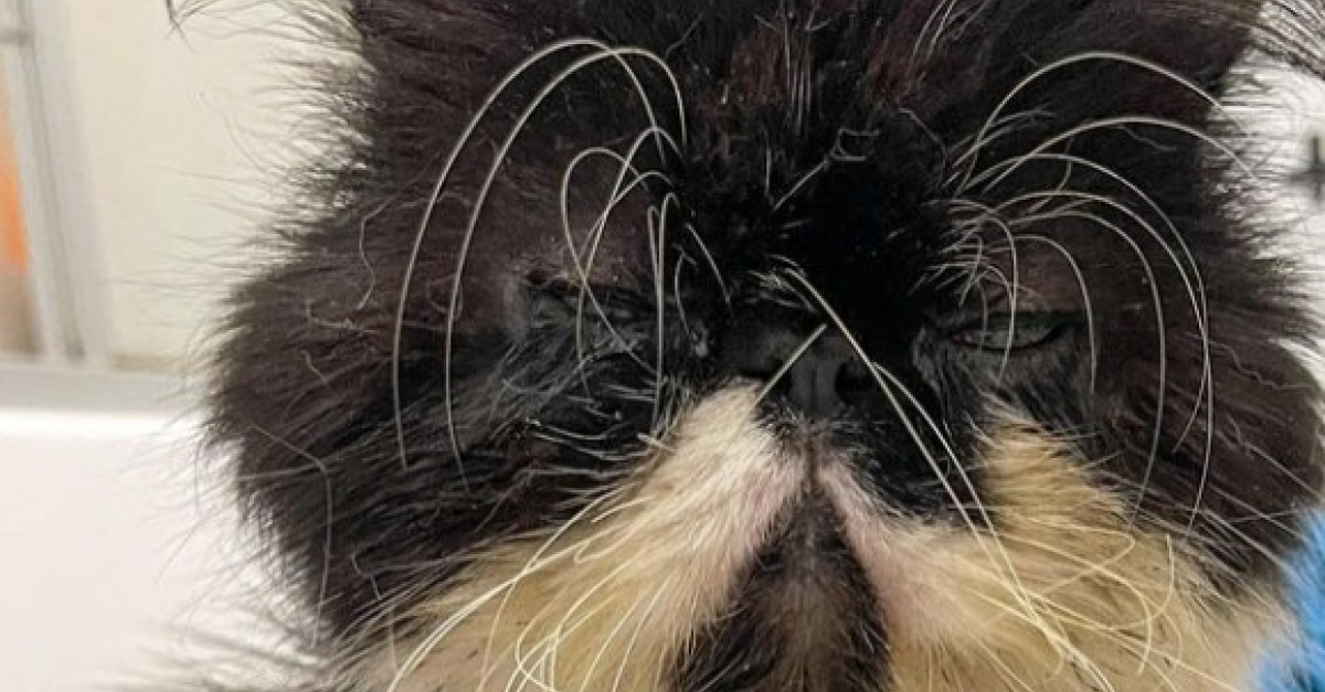 Un chat errant mal-en-point et esseulé implore l’aide des passants pour ...