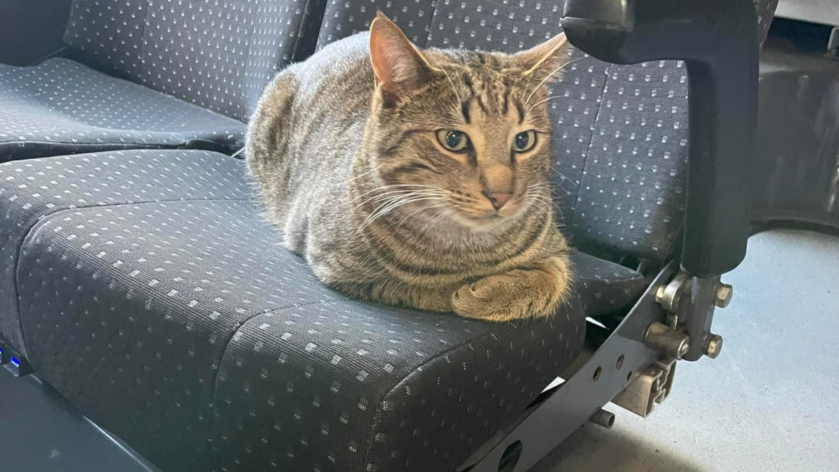 Un chat prend goût aux trajets en bus et fait des aller-retours dans le ...