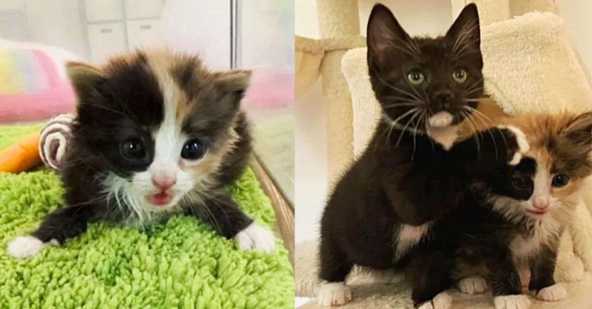 À La Fois Fragile Et Combattive Cette Jeune Chatte Lie Une Amitié 6680