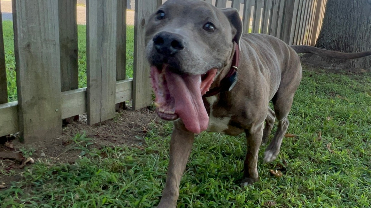 Elle retrouve la trace de son chien près d’une décennie après l’avoir perdu