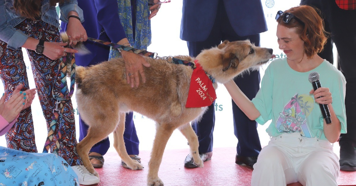 Kodi remporte la Palm Dog Woopets 2024 après avoir crevé l’écran dans ...