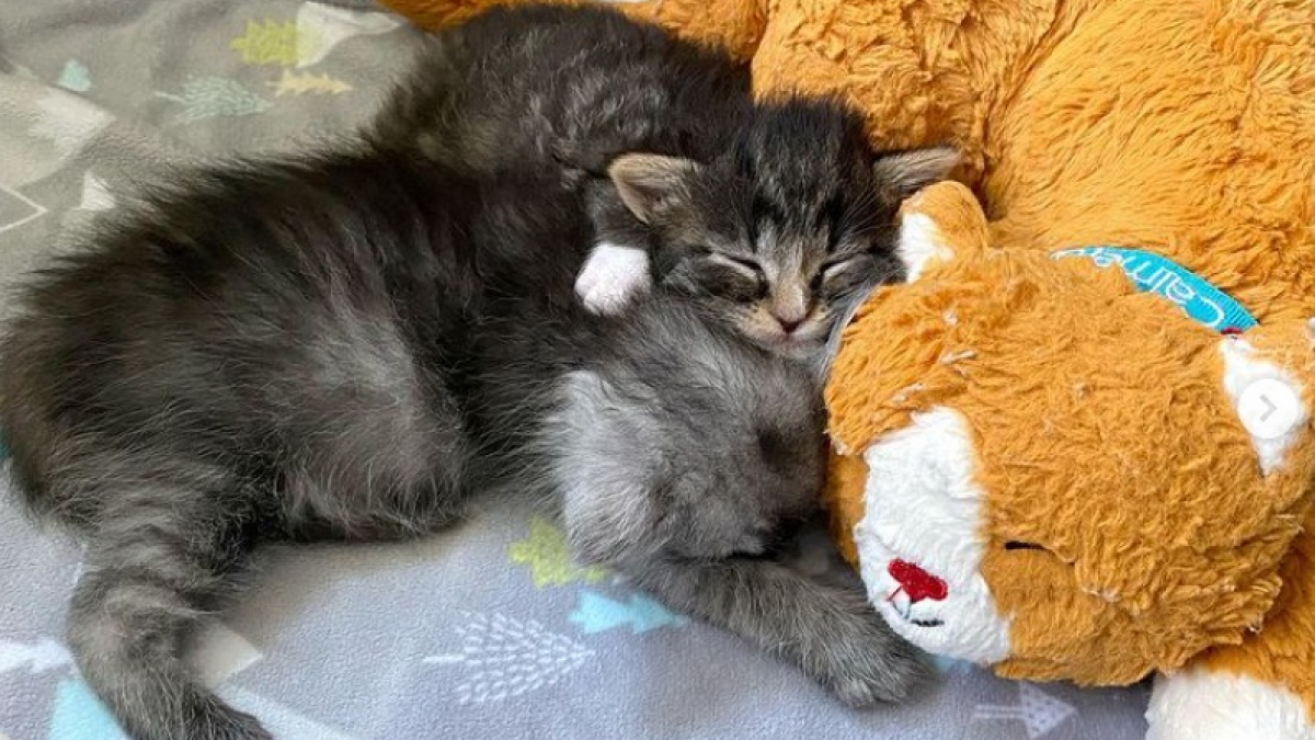 Des bienfaiteurs se démènent pour trouver un ami à leur chaton, qui a ...