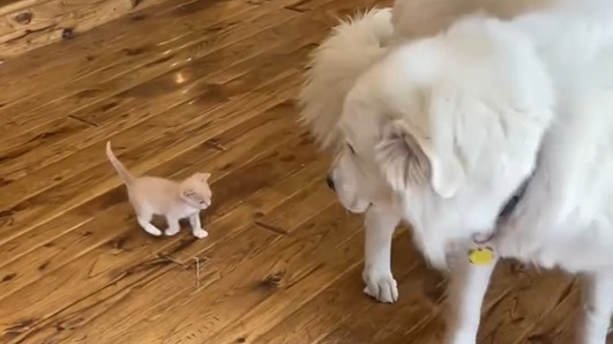 Une féline orpheline manque tellement d’affection qu’elle se lie d ...