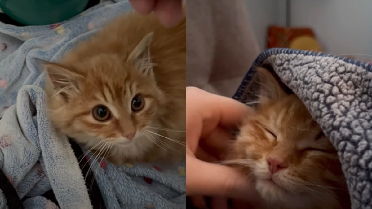 Terrorisé par l’humain, ce chat refusant de se laisser attraper a ...