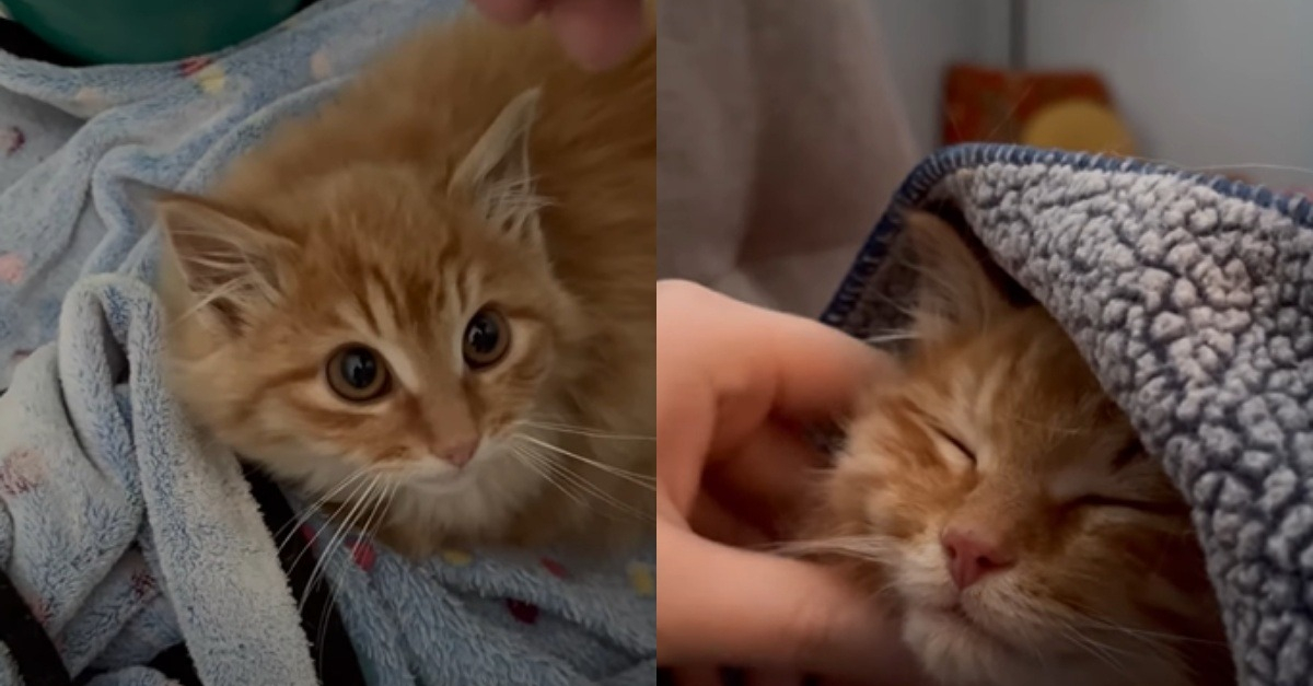 Terrorisé par l’humain, ce chat refusant de se laisser attraper a ...