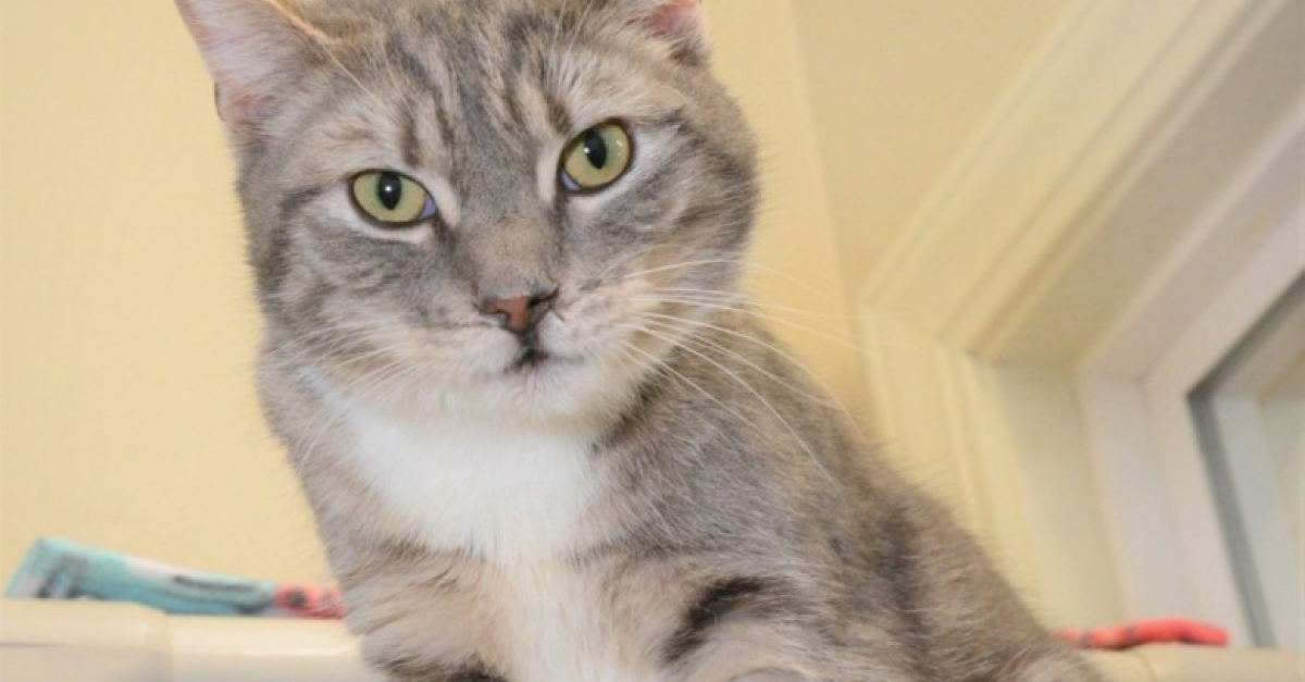 Les malheurs se sont enchaînés pour le pauvre Lucky, mais la vie du ...