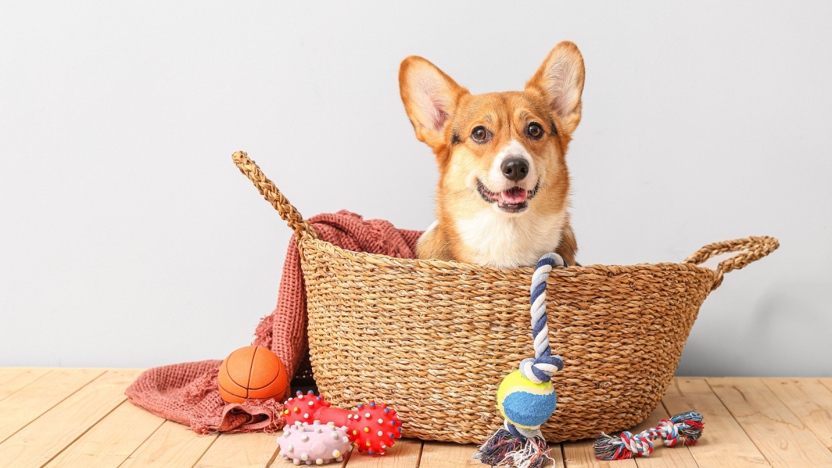 Les accessoires pour chien : la liste des indispensables