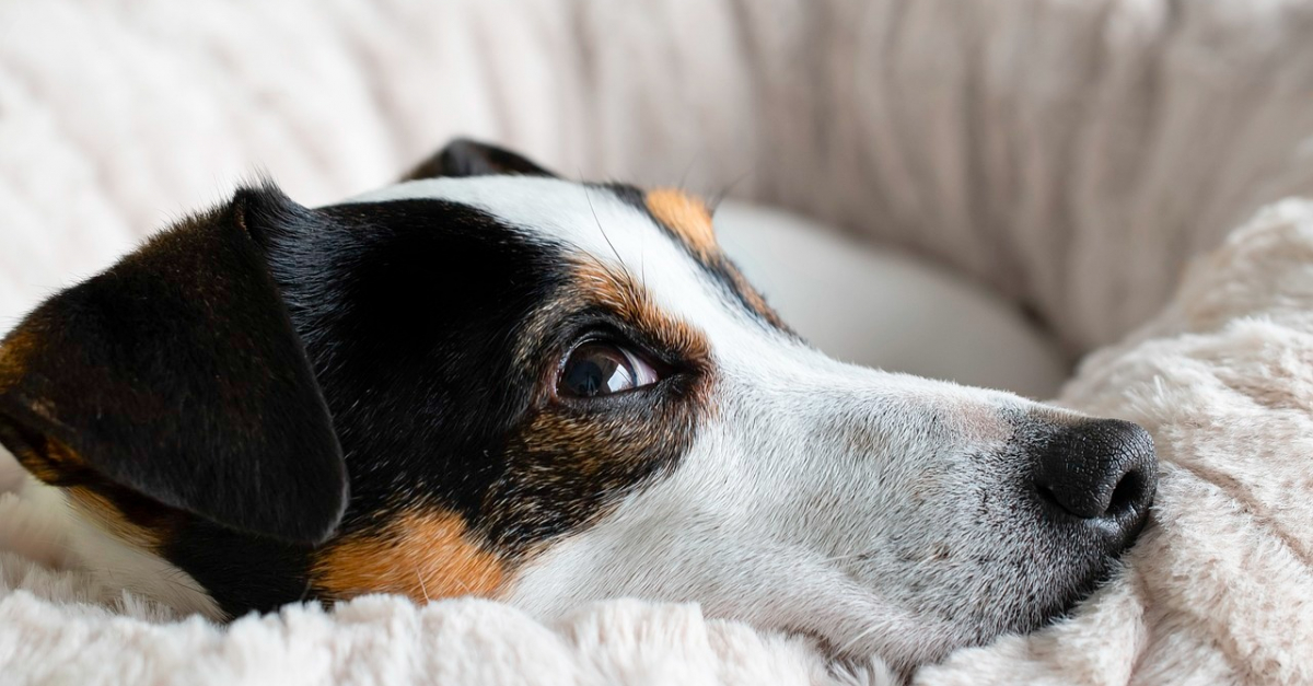 Préparer sa maison pour l'arrivée d'un chien adopté : les indispensables