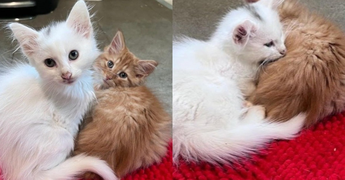 Ayant en tête l’adoption d’un chaton, une femme se fie à ses coups de ...