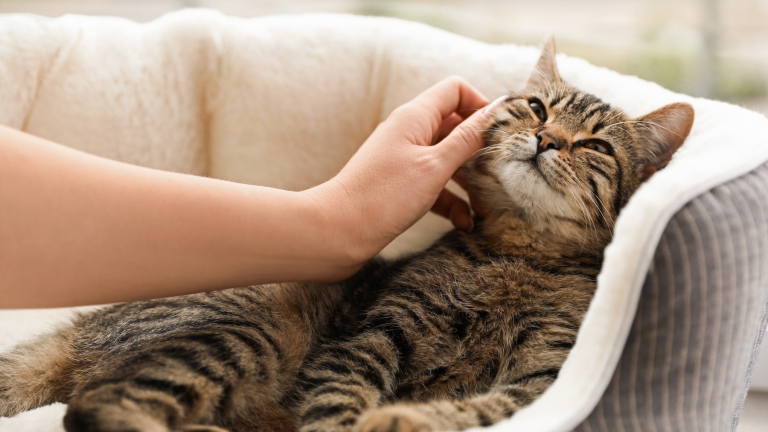 Préparer sa maison pour l'arrivée d'un chat adopté : les indispensables