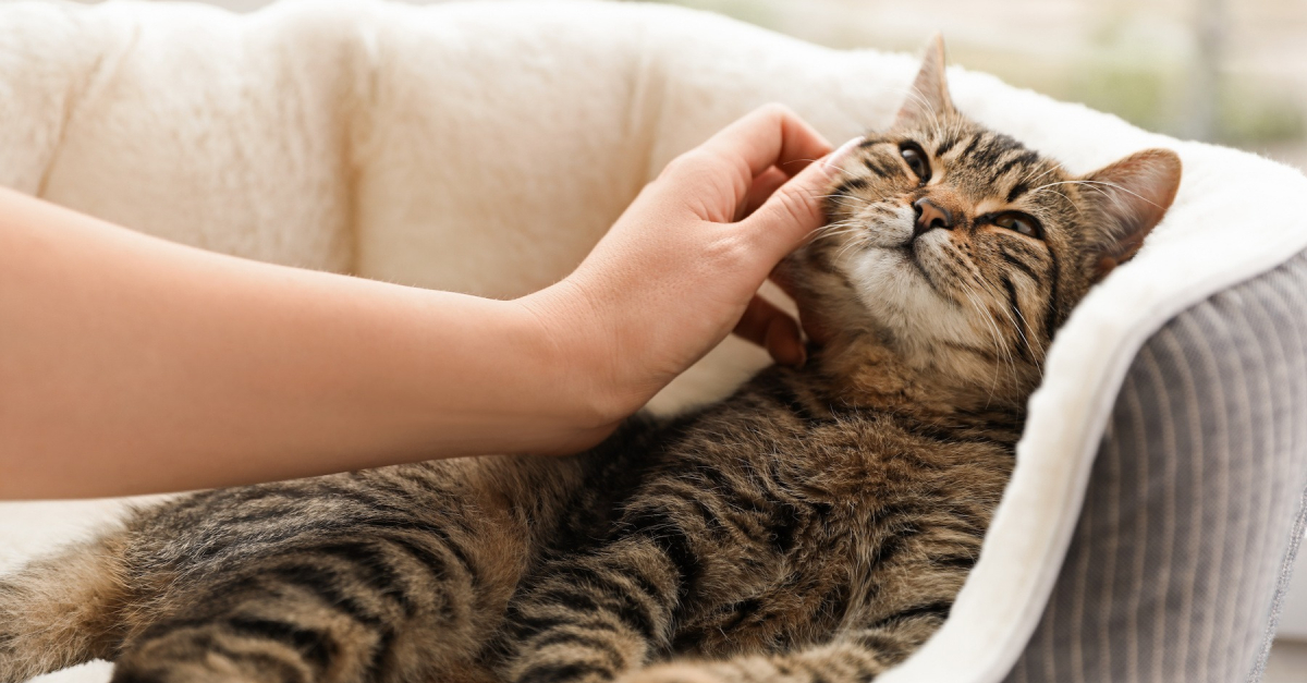 Préparer sa maison pour l'arrivée d'un chat adopté : les indispensables