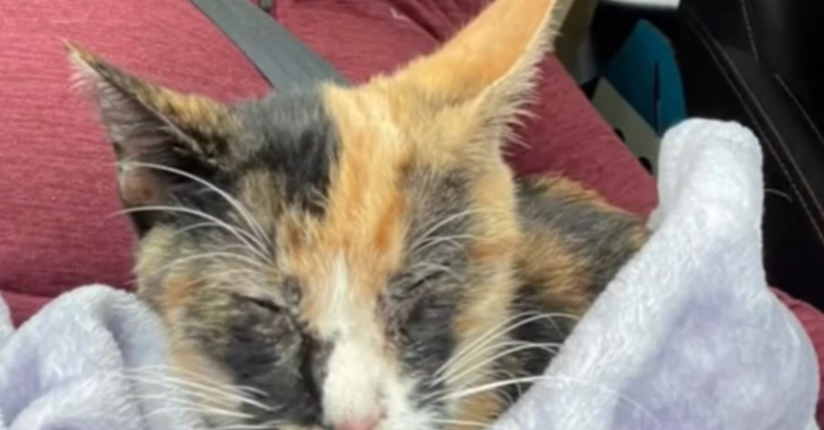 Perdu en pleine montagne, un chat est secouru par des marcheurs ayant à ...