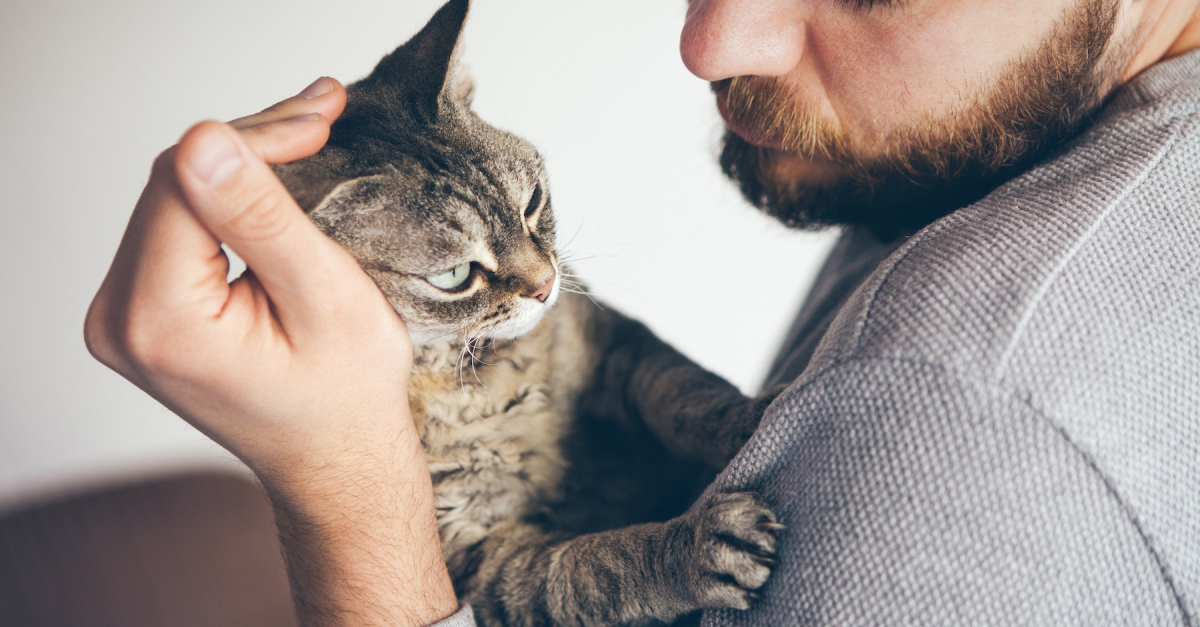 Adopter un chat en refuge : les démarches et les critères pour une ...