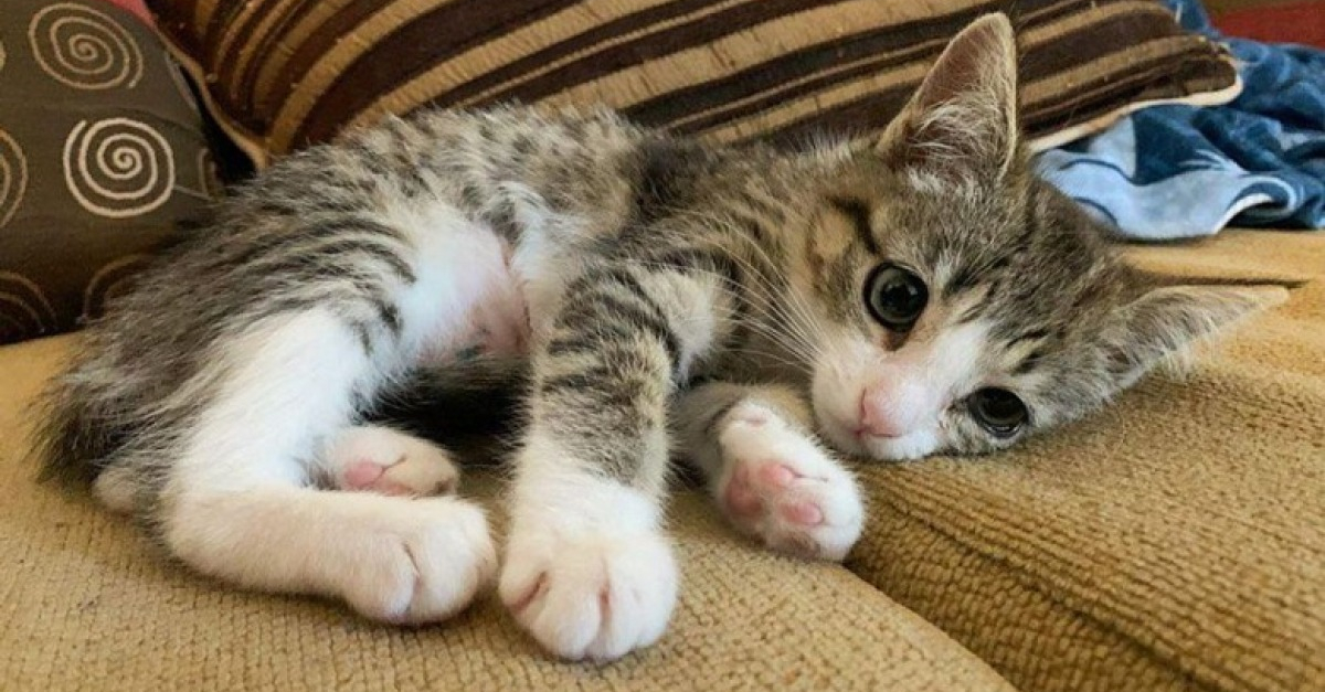 Très réservé, un chaton soutenu par sa famille d’accueil prend ...