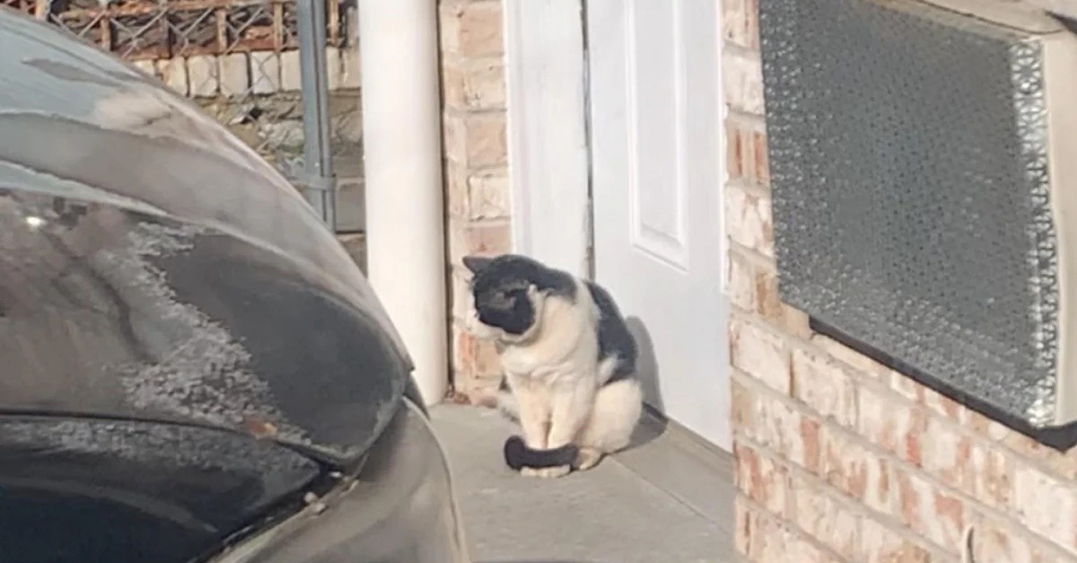 « Usé par la rue », un chat demande de l’aide à des passants et tourne ...