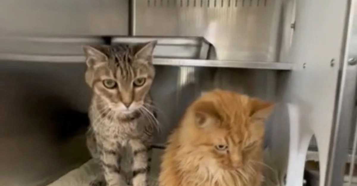 Adoptés ensemble, 2 chats séniors sont de retour au refuge à peine 5 ...
