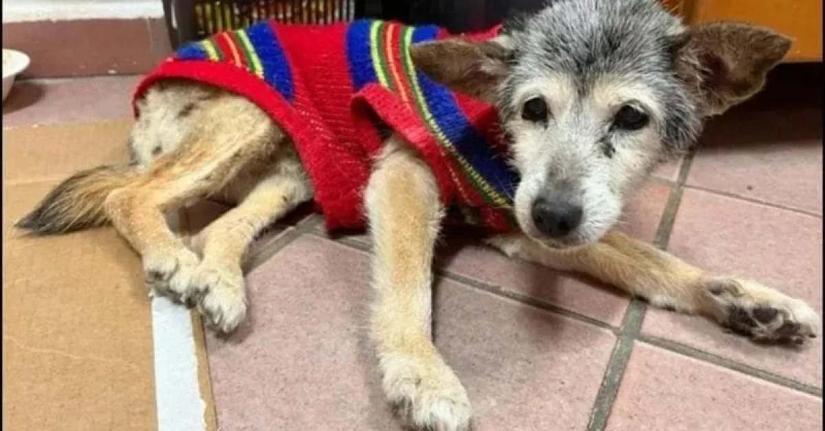 Recueillie par une famille aimante, une chienne a pris sa revanche sur ...