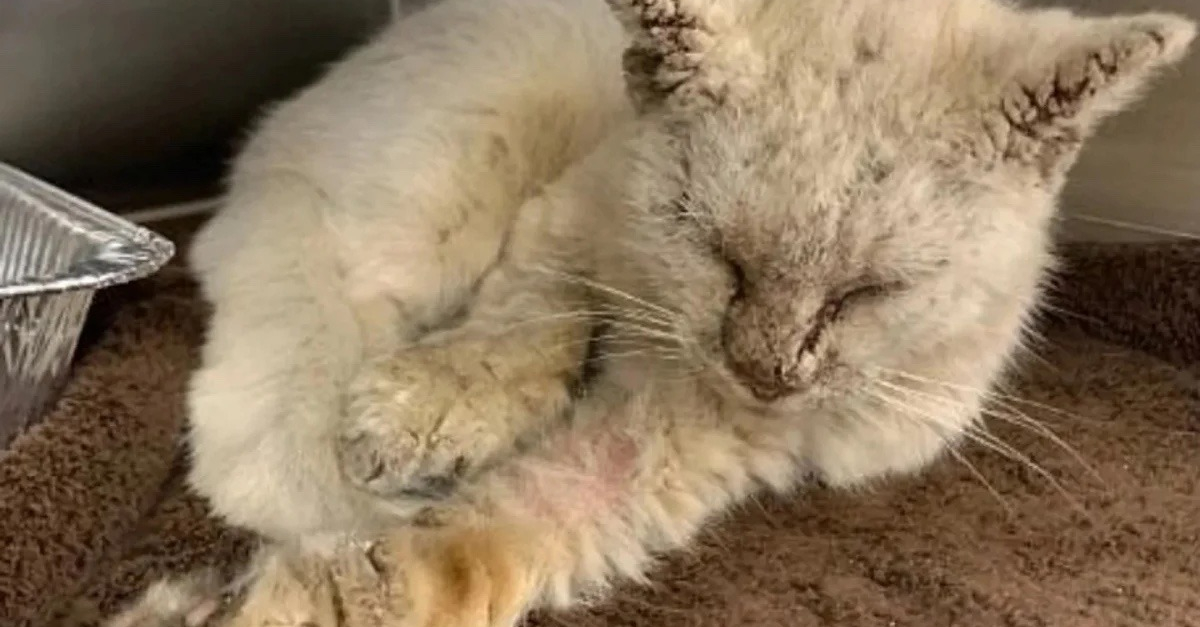 Atteint de la gale, ce chat surmonte la maladie grâce à une mère d ...
