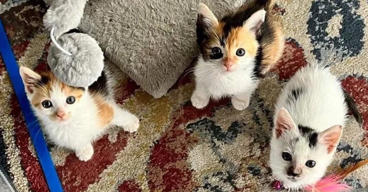 Repérés par un chien dans un jardin, 3 chatons peuvent enfin mettre un ...