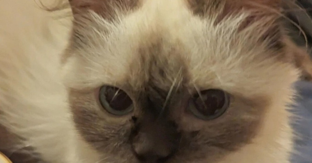 La mystérieuse découverte de 35 félins de même race secourus par des ...