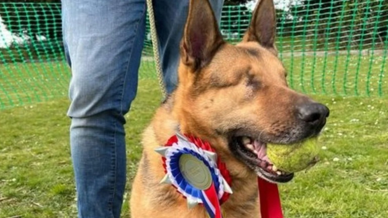 Benedict, le Berger Allemand aveugle, trouve son foyer pour la vie ...