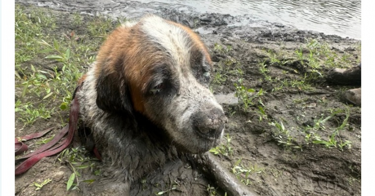 Pris au piège dans une mare de boue, Ed le Saint-Bernard est secouru ...