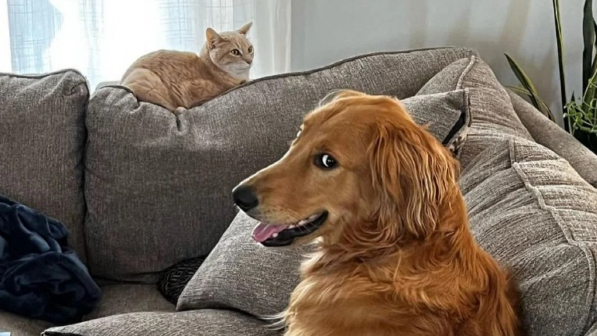 Élevée auprès d’un chat, Maple, la chienne Golden Retriever a des comportements typiquement ...