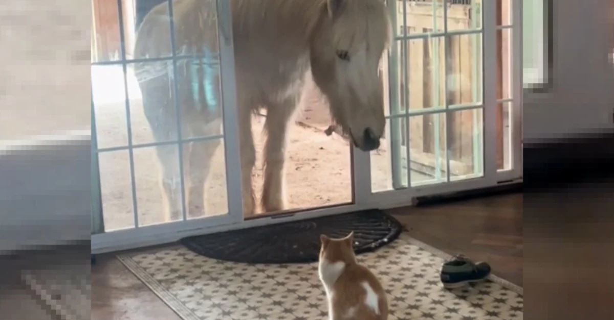 Une chatte laisse son ami cheval rentrer dans le salon, mais n’assume pas les conséquences (vidéo)