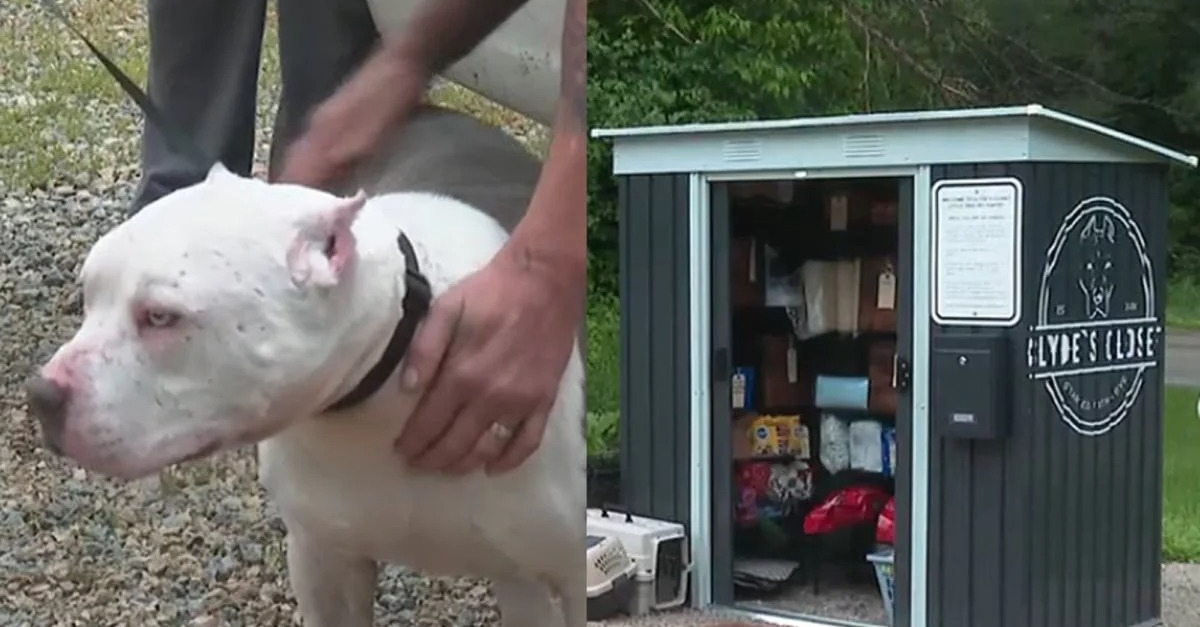 Un chien malade et abandonné suscite une grande générosité et en fait profiter tous ses ...