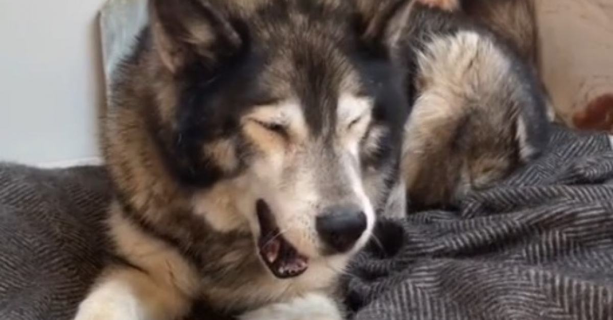 Quand un Husky sénior décide de rester au lit, alors qu’il est temps de ...