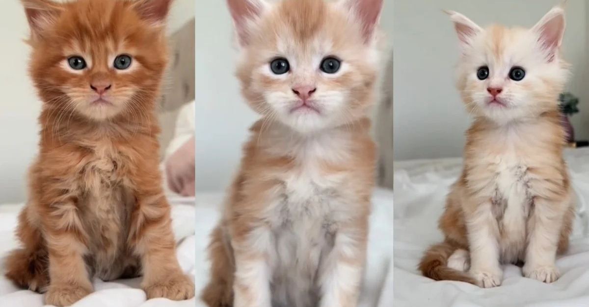 Une éleveuse de Maine Coons dévoile une adorable portée de 3 chatons ...