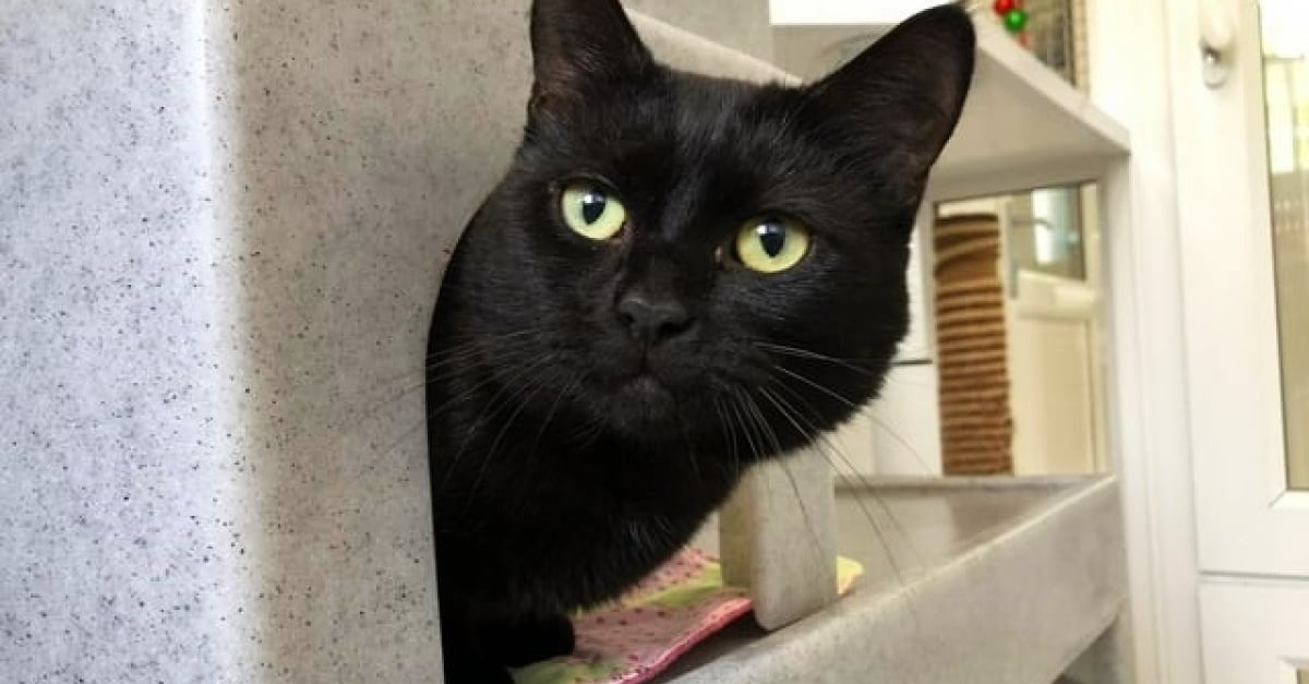 Peureux et sur la défensive, ce chat retrouvé dans une boîte en carton ...