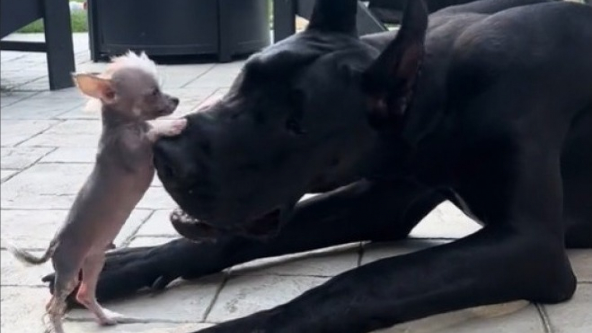 Malgré leur grande différence de taille, ces 2 chiens s’entendent à ...