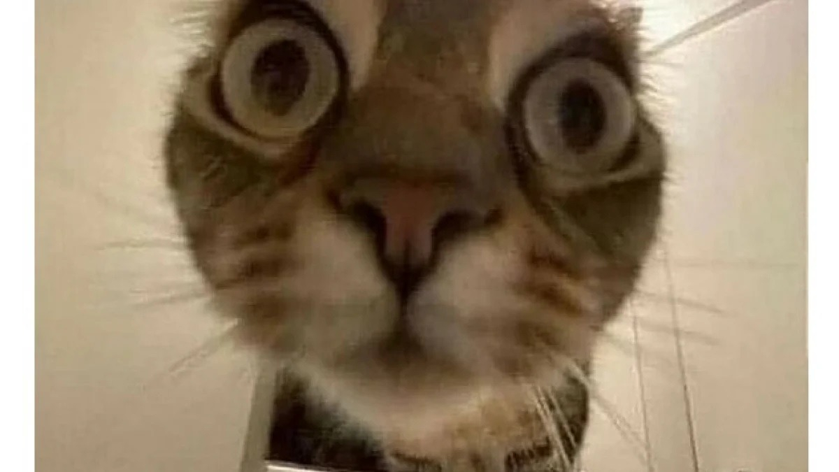 10 photos de chats drôles qui donnent le sourire